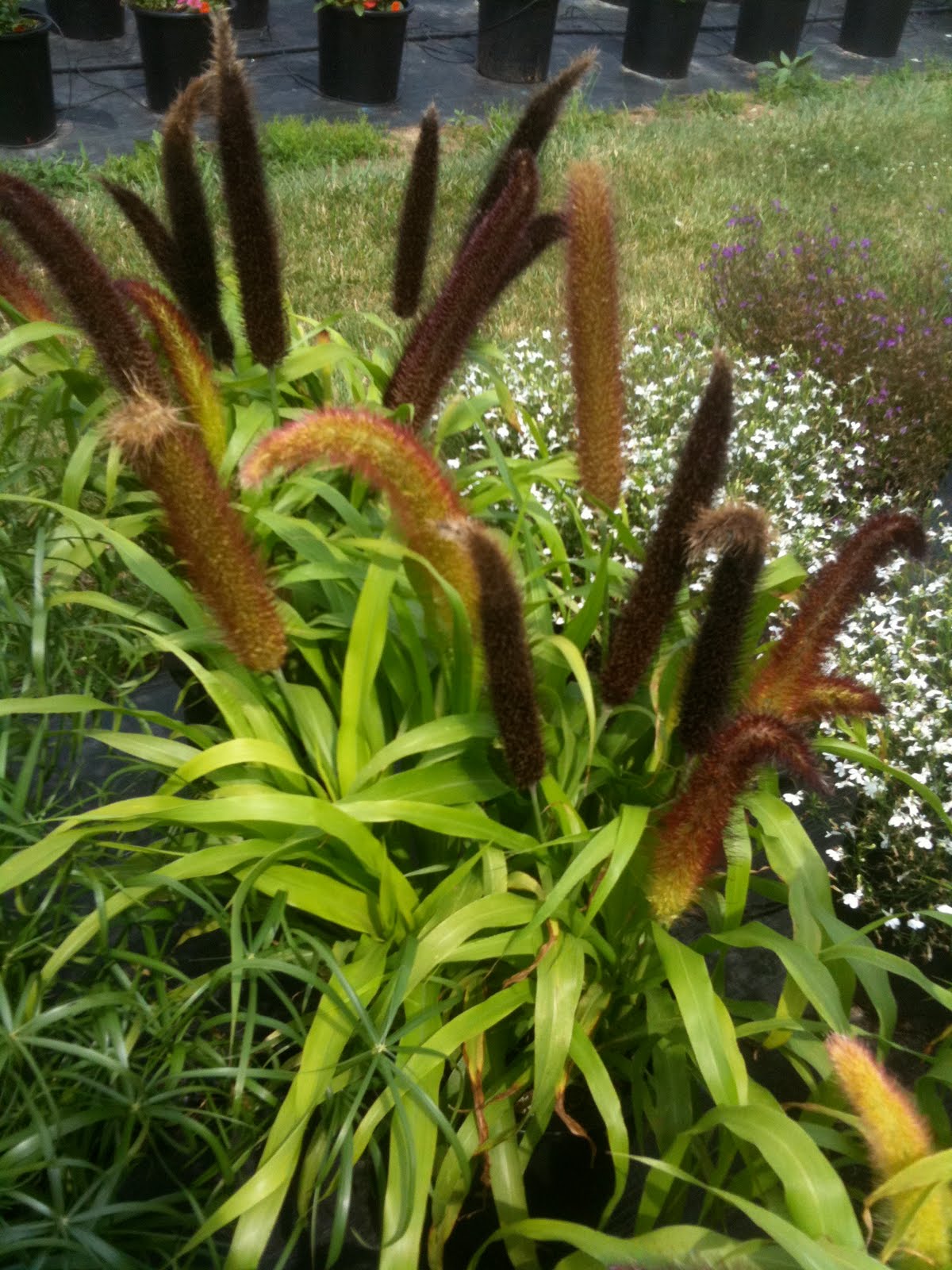 Franklin County (PA) Gardeners: Best Annual Flowers in 2010