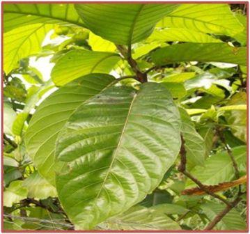 Herbario virtual I.E.C: borojo