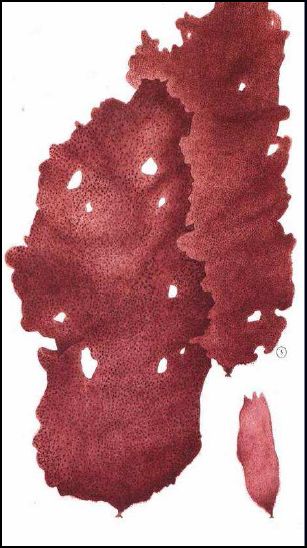 El Acuicultor: Algas