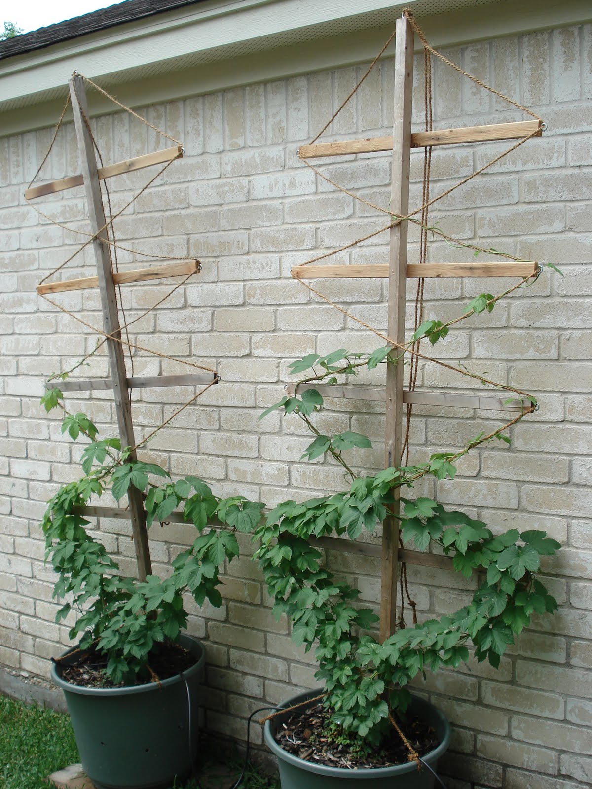 Hops In Pots