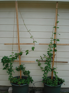 Hops In Pots: My modifications to the adjustable trellis
