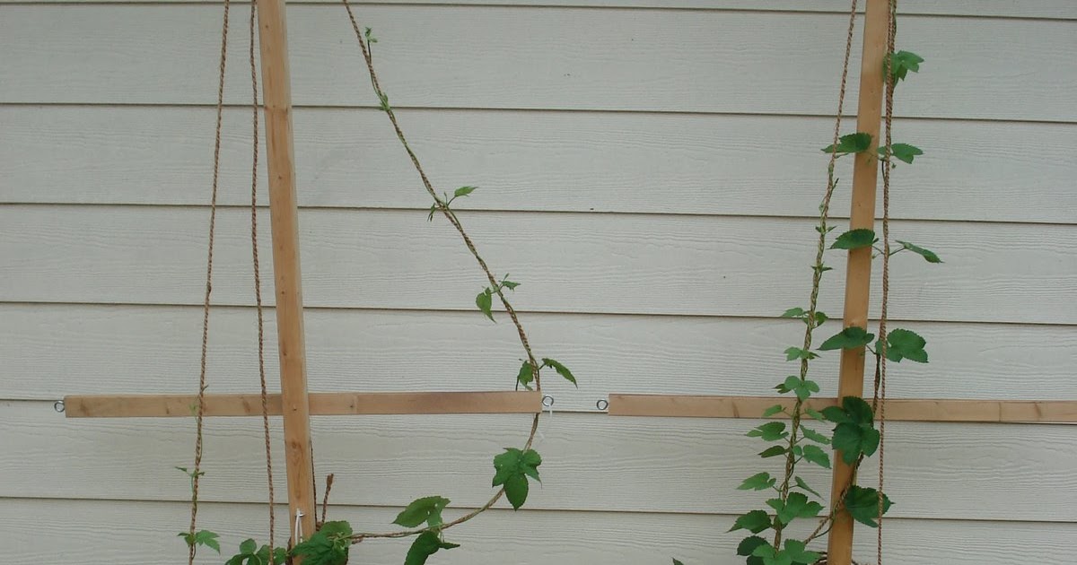 Hops In Pots: My modifications to the adjustable trellis