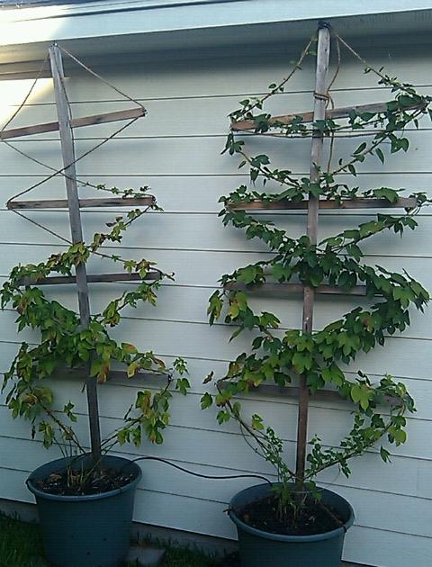Hops In Pots