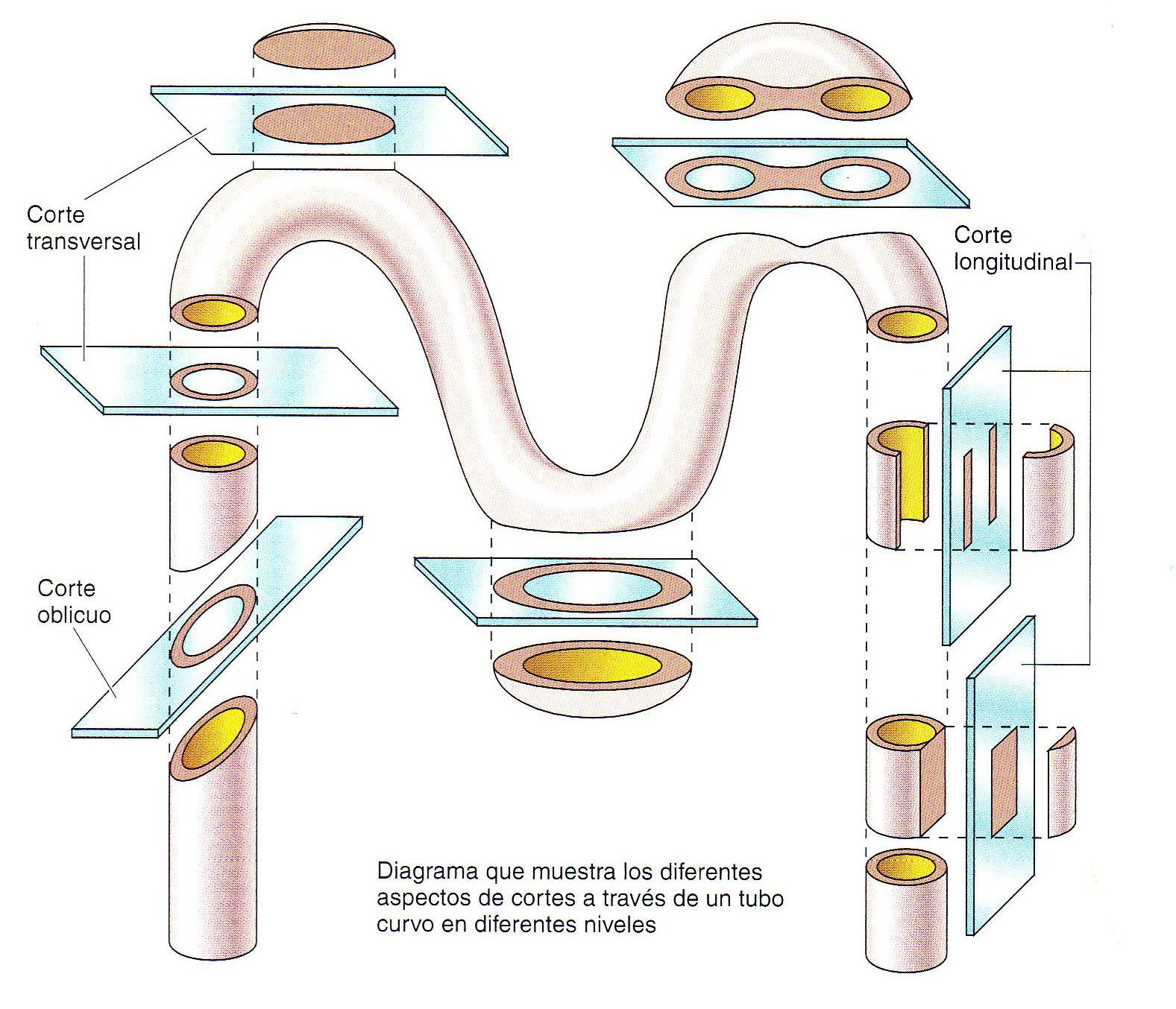 La Histoteca: Tejido epitelial GLANDULAR