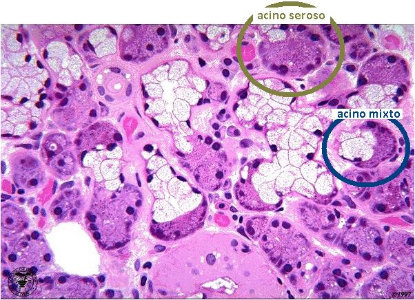 La Histoteca: Tejido epitelial GLANDULAR