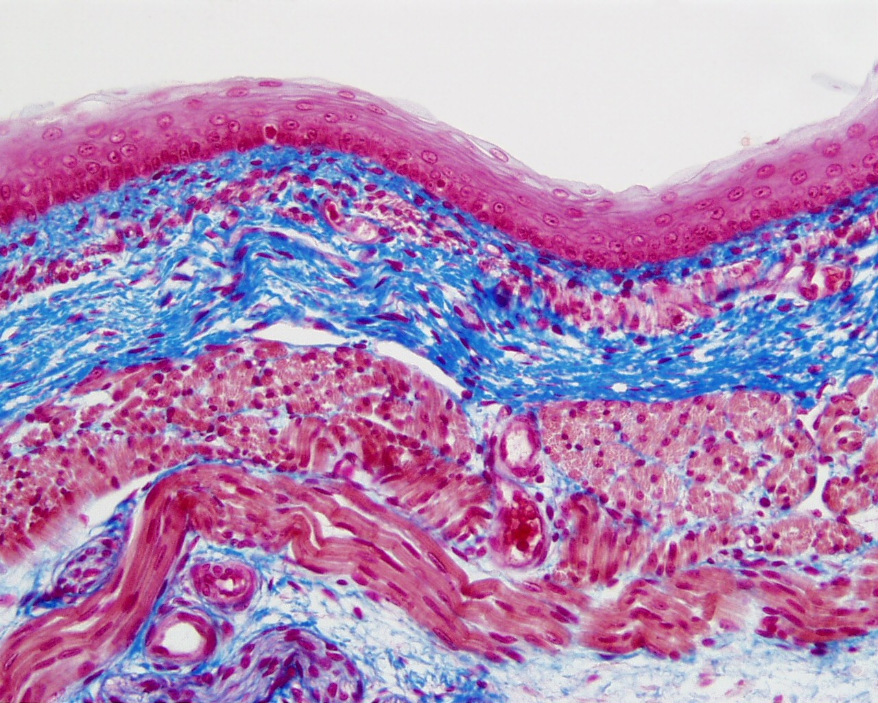 La Histoteca: Tejido Conectivo