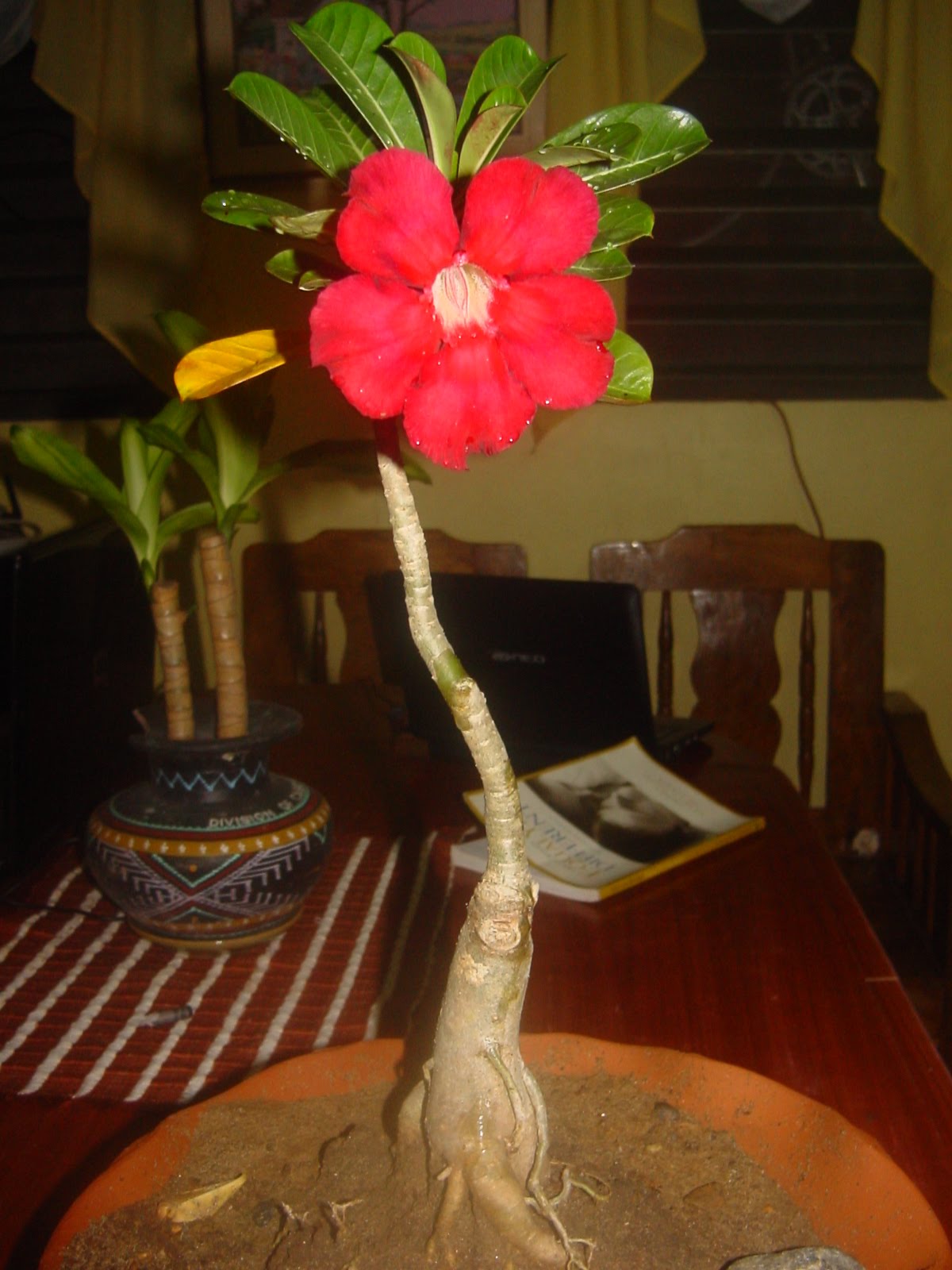 Plants, Landscapes, Gardens: Bangkok Kalachuchi- Ruby Tuesday