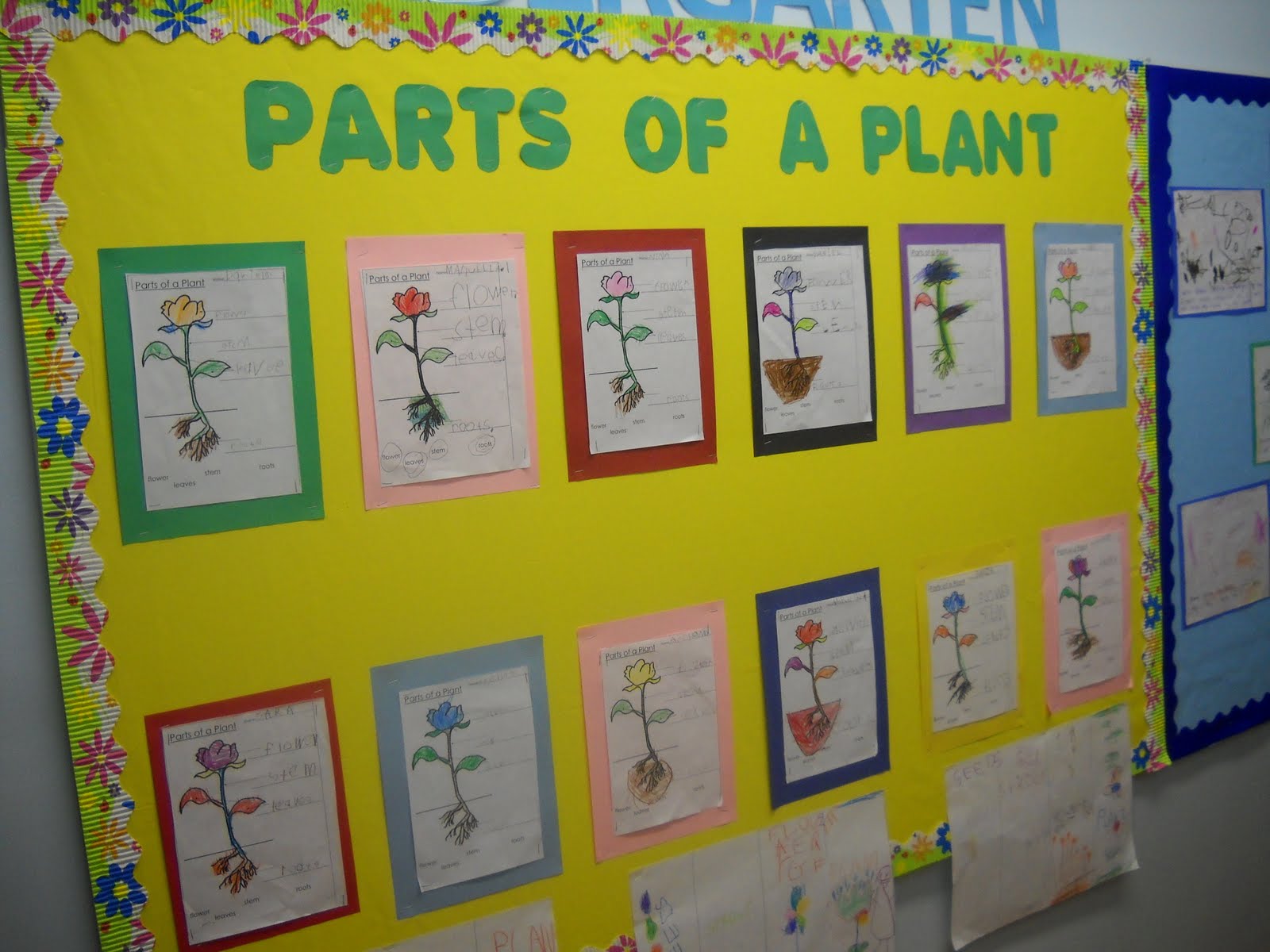 WELCOME TO KINDERGARTEN!: Plants