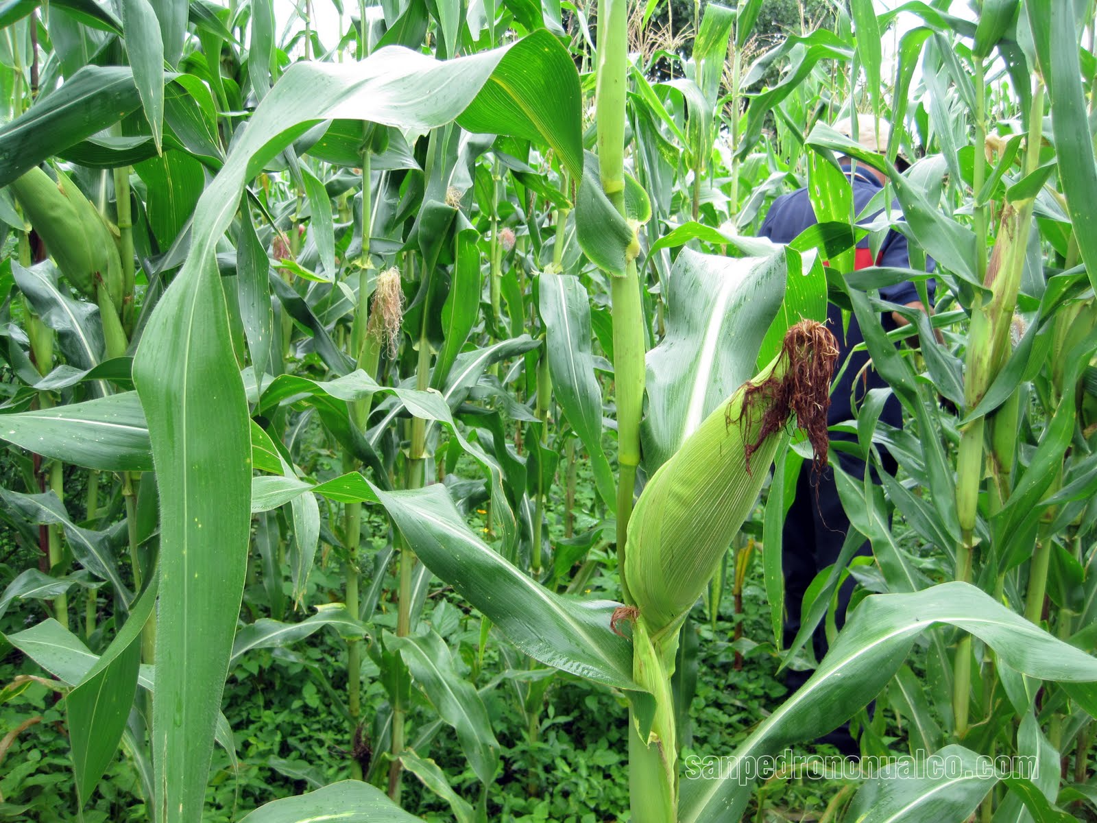 San Pedro Nonualco - Sitio web oficial de los sampedranos: Las milpas ...
