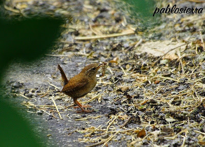 Aprendiendo fotografia.: Chochin comun.