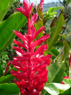 Trinidad and Tobago: Flora and Fauna