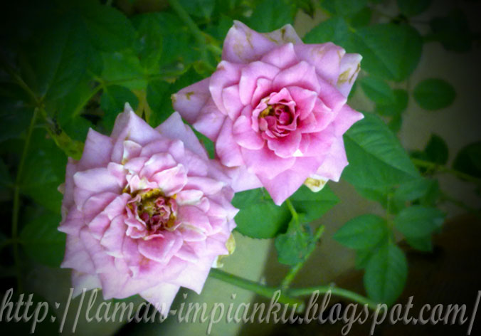 laman impianku...: Kelebihan dan Khasiat BUNGA ROS