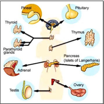 SISTEM ENDOKRINA - hormon & sistem pengawalan | anatomy & physiology ...