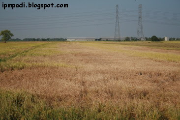 Laman IPM Padi: Planthopper outbreaks in Malaysia