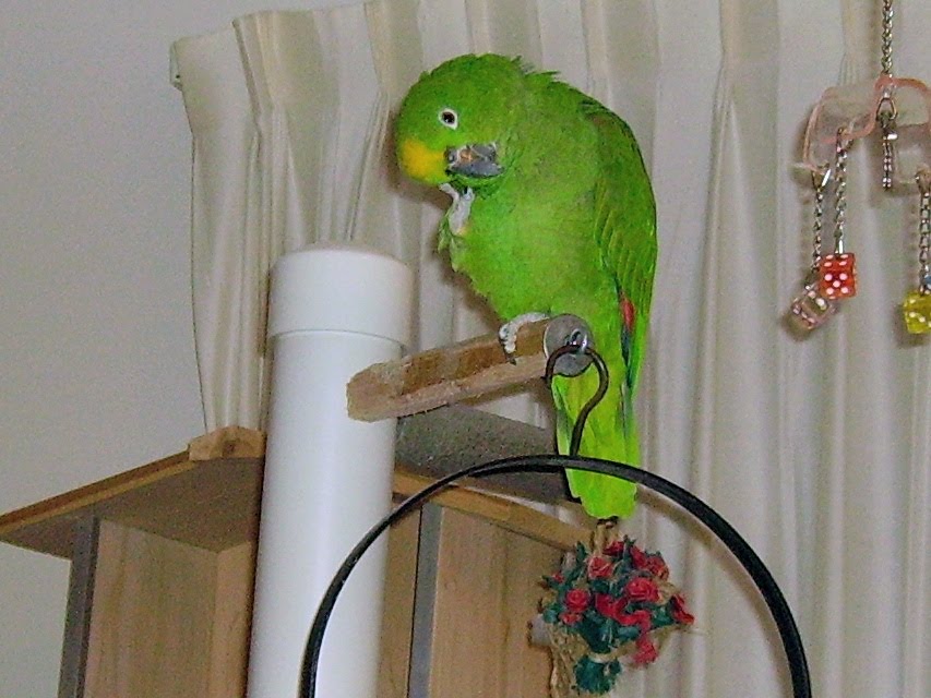 My 'Not so rare' Green Diva Bird | Avian Avenue Parrot Forum