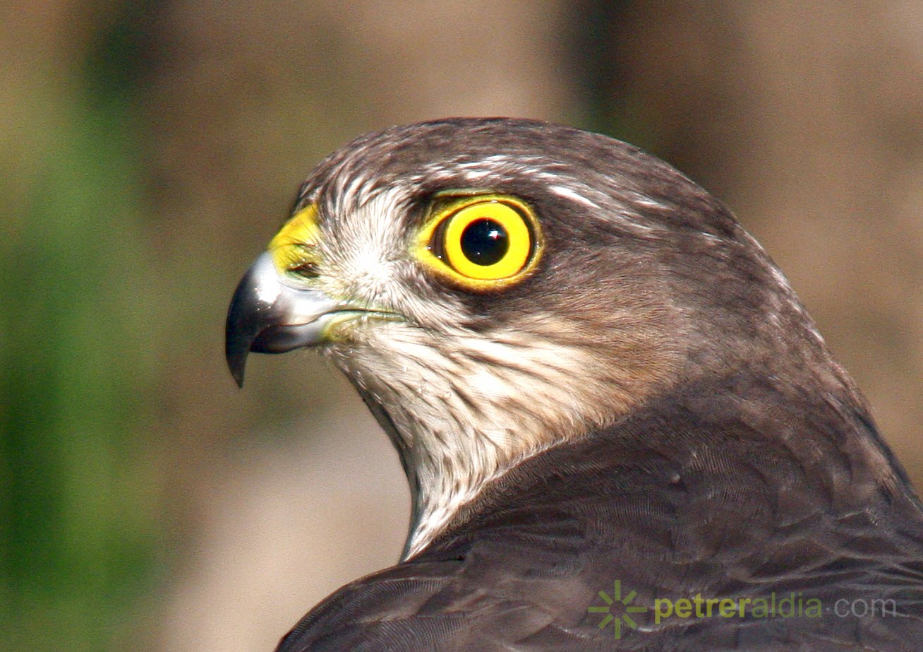 POEMAS DE ANA: Gavilán