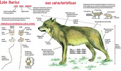Lobo Astur: ECOLOGÍA DEL LOBO