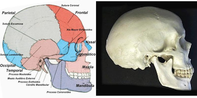 MORFOLOGIA_ANATOMIA 2 UTESA: Forámenes de la Base del Cráneo