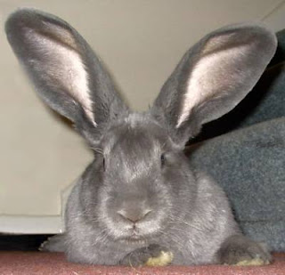 My Little Family: A quest for a Bunny