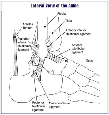 Recover Your Stride: Taking a Closer Look at the Ankle Joint ...