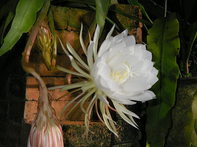 akuyangakut.blogspot : Bunga Bakawali a.k.a Bunga Bakong