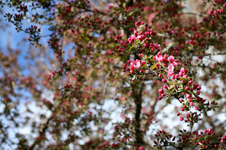 Snapshots of Life: Spring in Bloom: Happy Earth Day!