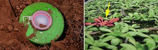 IIUM's BiOtEcHnOLoGiSts.: