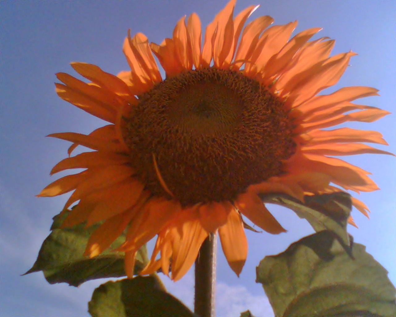 Rosesana's Sunflower: Sunflower, Sun-Gold