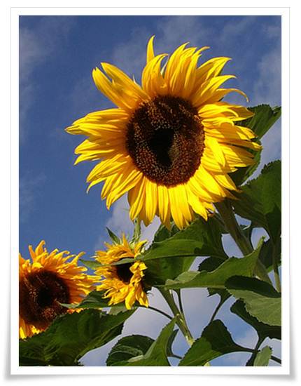 Rosesana's Sunflower: The American Giant Sunflower