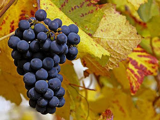 Kisborász: Vörösbor készítése