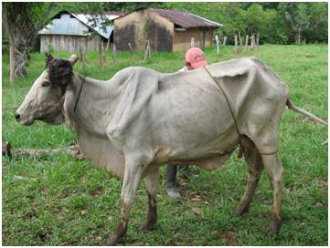 TECNOLOGO EN REPRODUCCION BOVINA - SENA: COMPETENCIA DE PASO DE CATETER ...