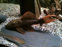 Suckered!!!!!!!!!!!!!!!: L24 Redfin Cactus Pleco Profile