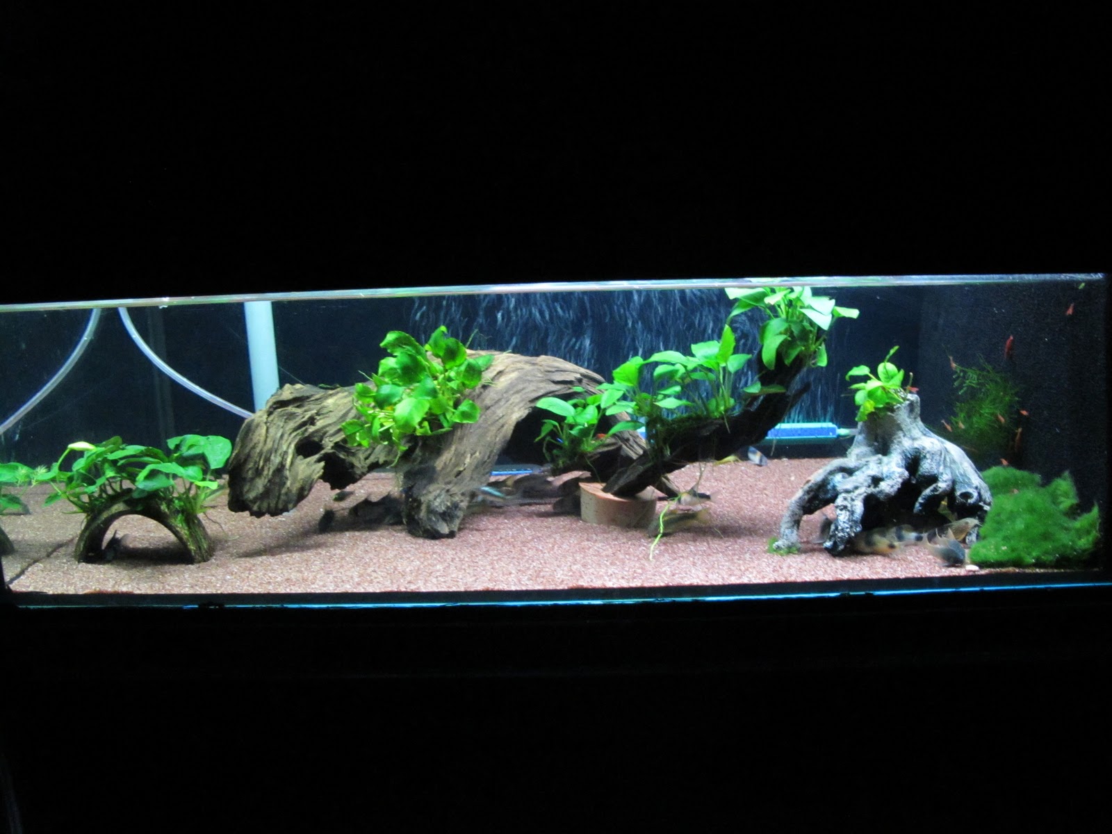 Corydoras Unite!: New Tank Setup!