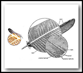 TriTunggal Performing Breed: BULU BURUNG MERPATI