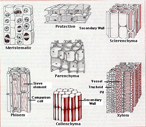 Rozaini Othman (Guru Cemerlang Biologi): Plant Tissues