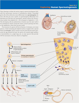 Rozaini Othman (Guru Cemerlang Biologi): Spermatogenesis and Oogenesis