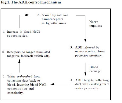 Rozaini Othman (Guru Cemerlang Biologi): Feedback control mechanisms