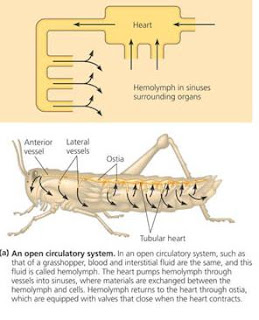 Rozaini Othman (Guru Cemerlang Biologi): Circulation