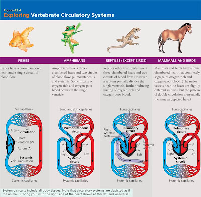 Science Info Corner: Circulation