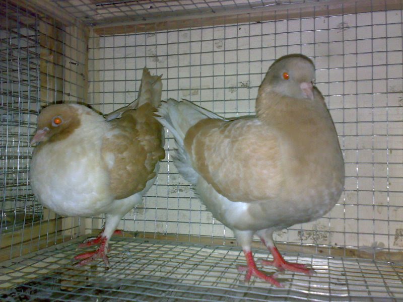 -: CLASSIFIED ( FANCY CHICKEN & PIGEON )