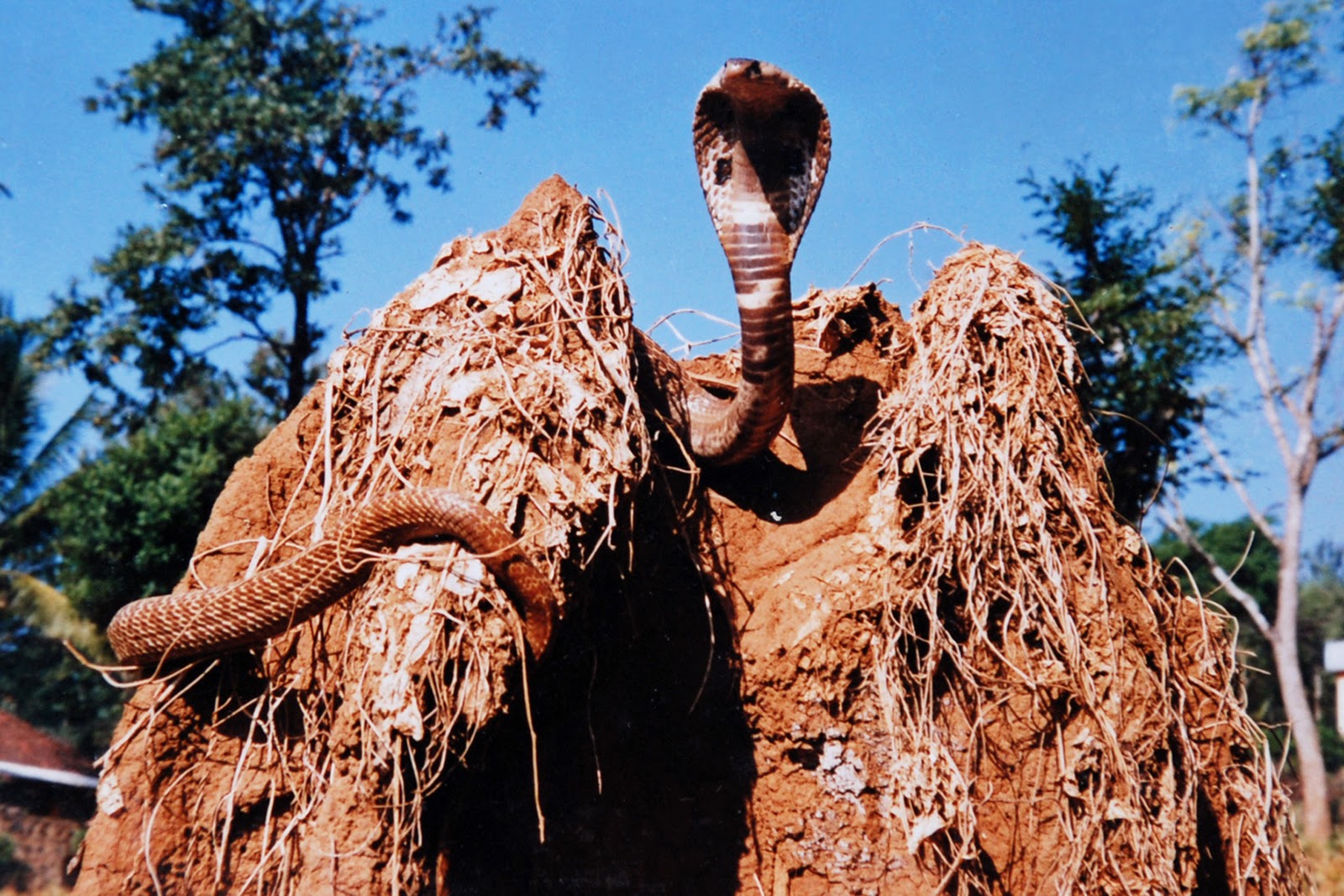 Nadavayal - JungleKey.in Image