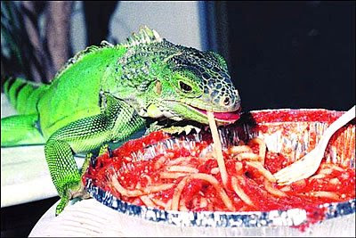 Calango Lango - Recomendado Pelos Animais: Sessão De Fotos Do Calango