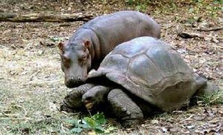 My Pet Rescue Blog: The Hippo & the Turtle