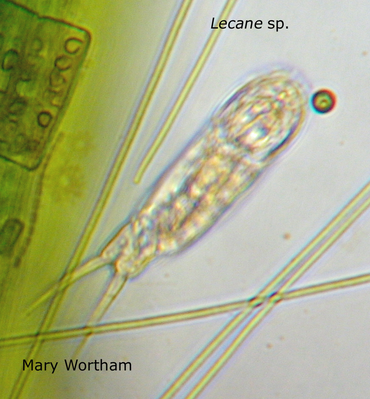 Fountain City Duck Pond: Day 5