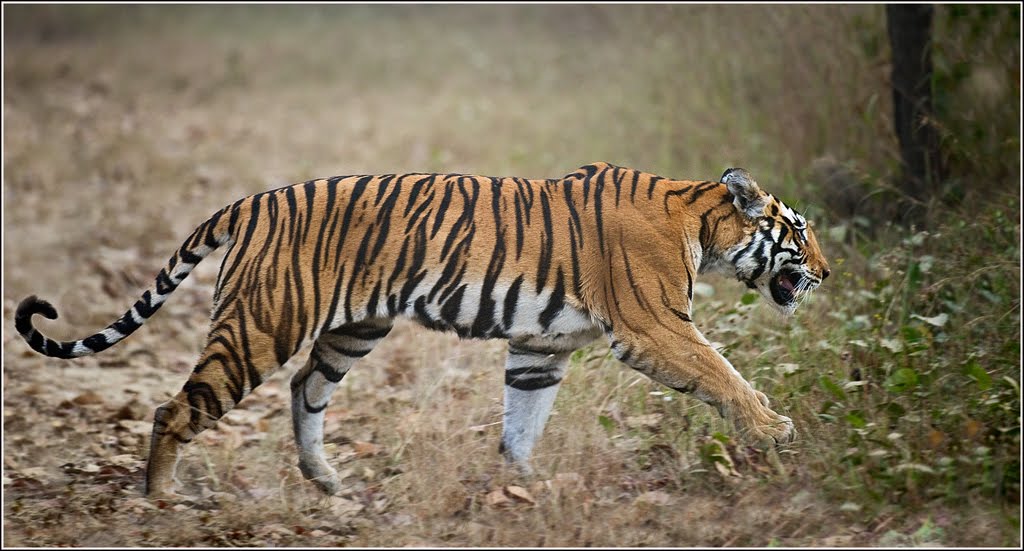 TOM DYRING WILDPHOTO / NN: BENGALSK TIGER, PANTHERA TIGRIS TIGRIS