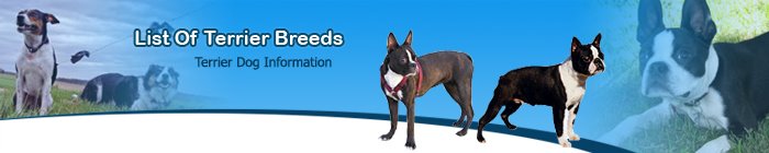 List Of Terrier Breeds | Cairn Terrier Rescues Near Staten Island: List ...