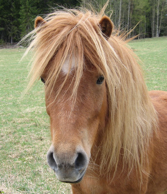 On Top Of The World: The Cutest Pony EVER!