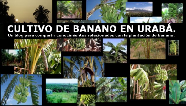 Cultivo de banano en Urabá.