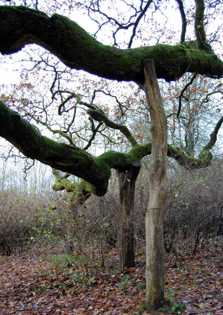 Scotland for the Senses: The lonely legacy of Birnam Wood