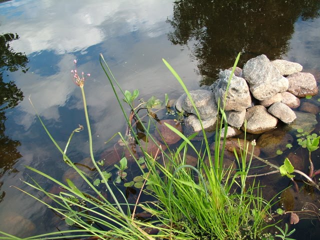 Hiliseaed : Ei umbrohi hävine :)